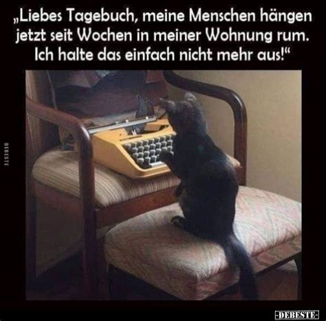 Lustige Katzensprüche kostenlos und mit Bilder Ein Schmunzeln auf Vier