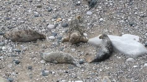 Sunday Afternoon Seals 21st January 2024 YouTube