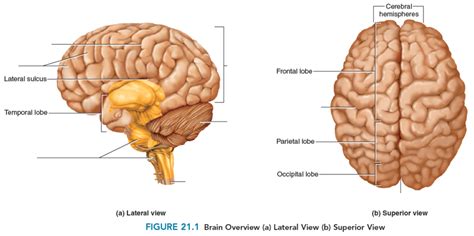 Lateral And Superior View Of Brain Diagram Quizlet