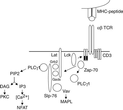 Schematic Representation Of T Cell Receptor Tcr Signaling