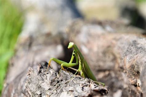 Mantis religiosa Características dónde vive y alimentación