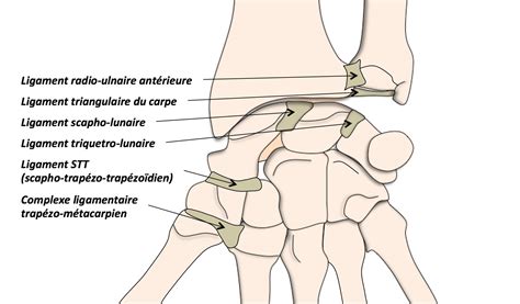 Anatomie du poignet et de la main Clinique Ostéo Articulaire des