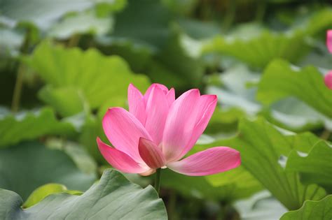 Lotus Pinke Blume Lotusblume Kostenloses Foto Auf Pixabay Pixabay