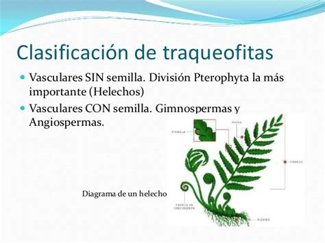 Pin by rioMoros on GLOSARIO BOTÁNICO Flora