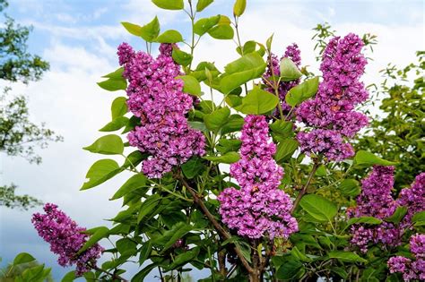 How To Grow A Lilac Bush For Beautiful Blooms In The Spring Design A