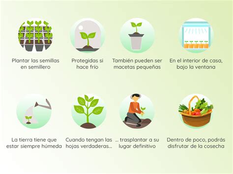 Cómo cultivar tomates en casa Tu Portal Eco