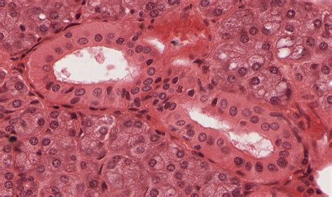 Histology Slides Database Human Parotid Glands Histology