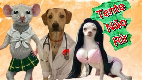 Comédia engraçadas de animais Tente Não rir dos vídeos Engraçados cães