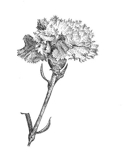 Carnation Flower Drawing At Paintingvalley Explore Collection Of