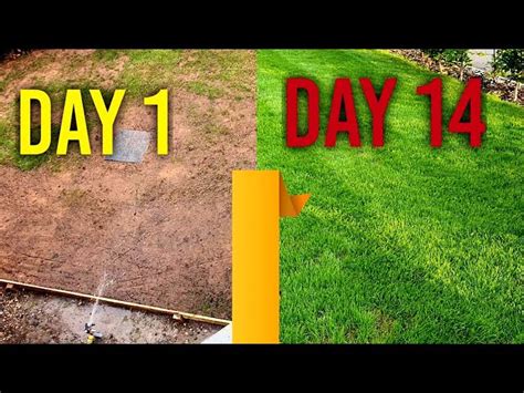 Before And After Grass Seed Atelier Yuwa Ciao Jp