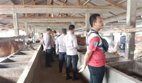 Jelang Idul Adha Dinas Pertanian Tulang Bawang Cek Kesehatan