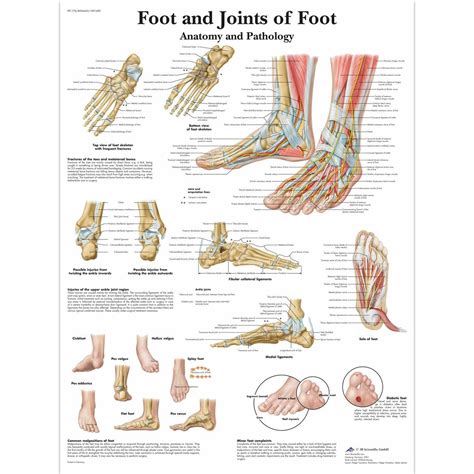 Buy Gifts Delight Laminated 24x24 Anatomical Charts And S Anatomy