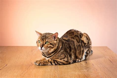 Por qué mi gato tiene arcadas