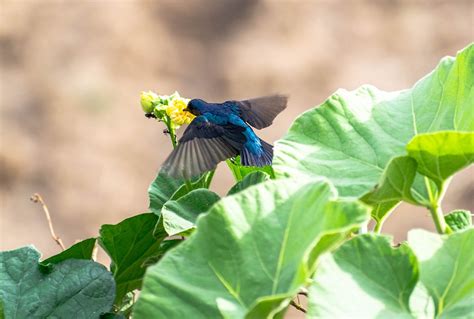 Kolibri Vogel Natur Kostenloses Foto Auf Pixabay Pixabay