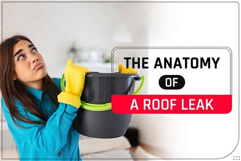 The Anatomy Of A Roof Leak Skywalker Roofing