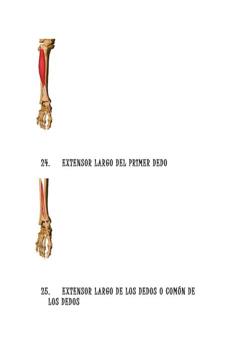 Tema 10 mýýsculos del miembro inferior PDF