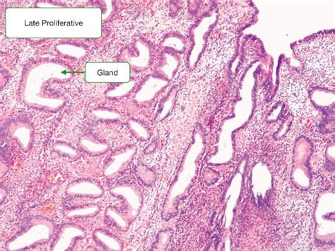 Ovary And Follicle Development