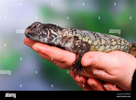 African Spiny Tailed Lizard On Human Hand Uromastyx Acanthinura Dabbs