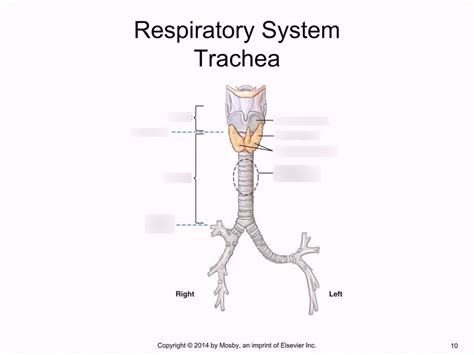 Trachea Diagram Quizlet