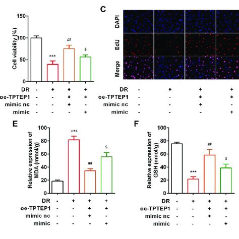 Knockdown Of NRF2 Inhibits Cell Viability And Proliferation And Reduces