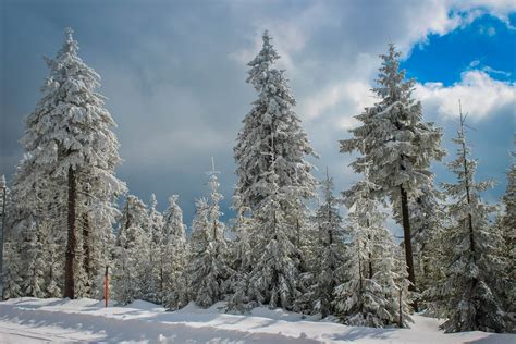 Banco de imagens árvore natureza floresta região selvagem ramo