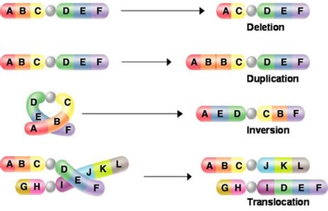 Top DNA Mutation Flashcards Quizlet