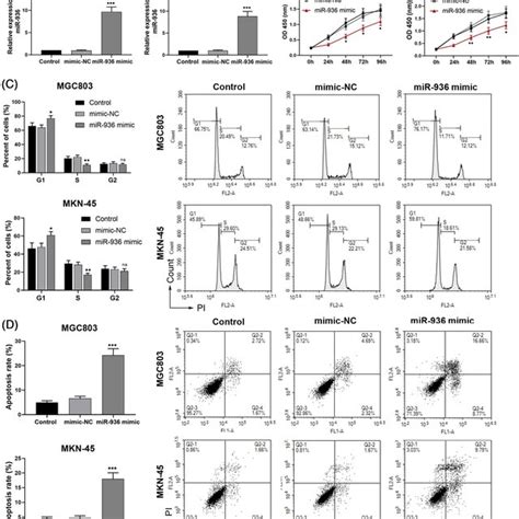 Overexpression Of MiR936 Suppressed Cell Proliferation And Enhanced