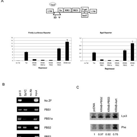 Binding Sites Of Pbs Zinc Finger Proteins On The Hiv Ltr The