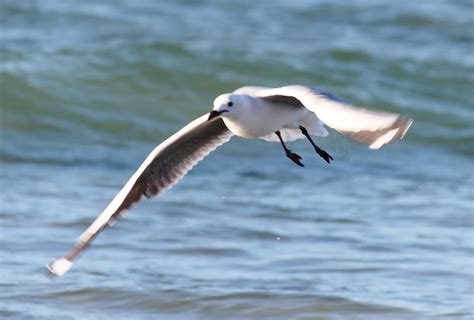 Free Images Beach Sea Coast Ocean Bird Wing Pelican Seabird