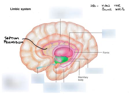 Limbic System Diagram Quizlet