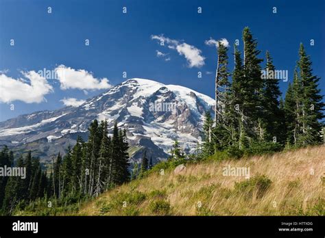 Mount Rainier With Coniferous Forest Washington Stock Photo Alamy