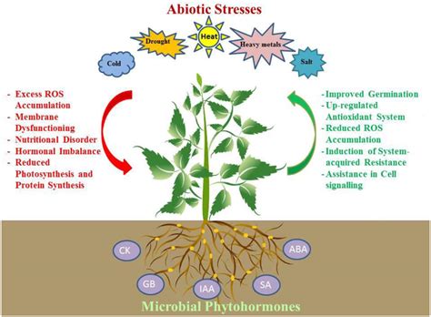 Frontiers Phytohormones And Beneficial Microbes Essential Components