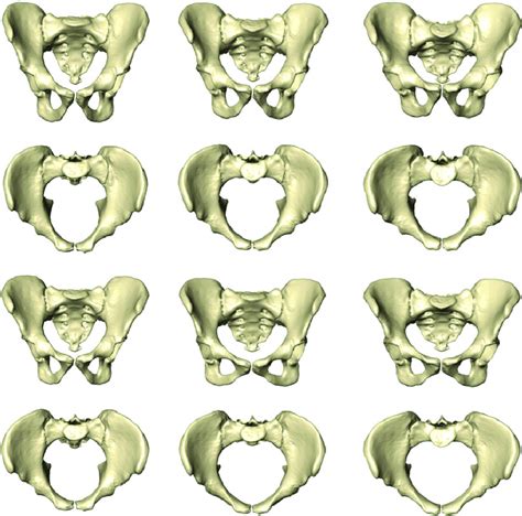 What Explains The Differences Between The Male And Female Pelvis