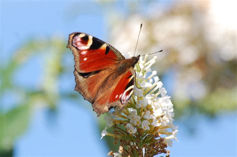 1920x1080 Wallpaper Red Black And White Butterfly Peakpx