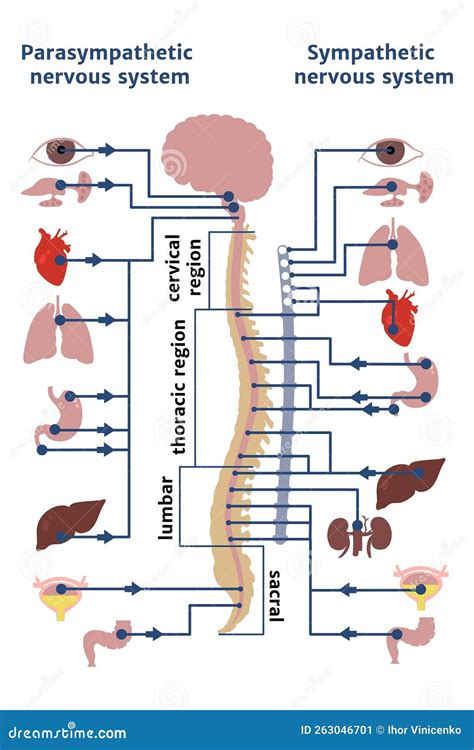 The Human Sympathetic And Parasympathetic Nervous System Vector