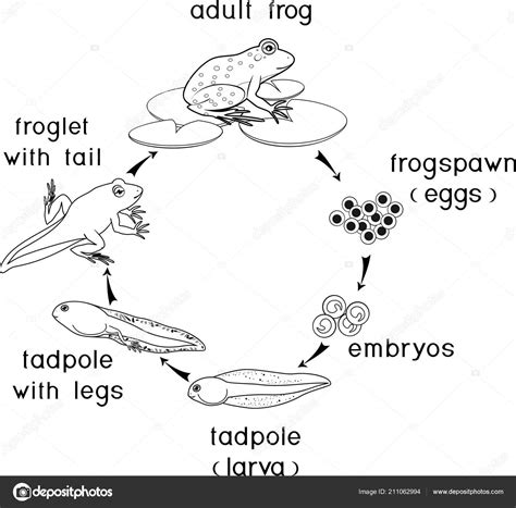 Frog Life Cycle Coloring Pages