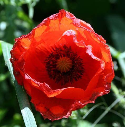 Poppy Papaver Rhoeas Coquelicots Fleurs Printemps Fleurs