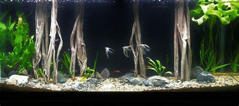 55 Gallon Tank Amazing Aquariums Mangrove Forest Tanked Aquariums