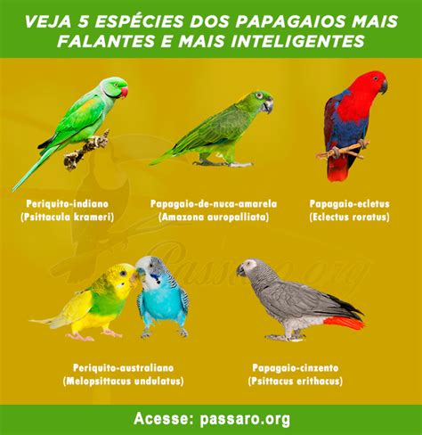 Top Esp Cies De Papagaios Mais Falantes E Mais Inteligentes P Ssaros