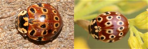 13 Types Of Ladybugs Found In Canada ID GUIDE Bird Watching HQ