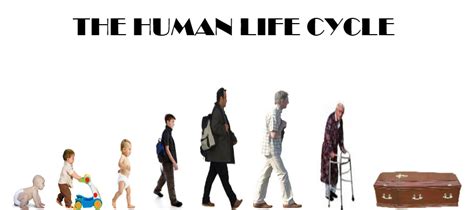 7 Stages Of Human Life Cycle Diagram