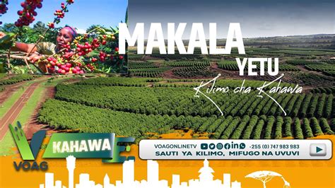 MAKALA YETU EP28 KILIMO CHA KAHAWA YouTube