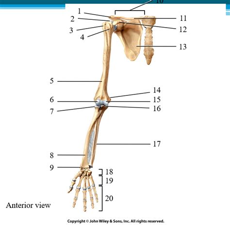 Bio Exercise Bone Markings Of Upper Limb Diagram Quizlet