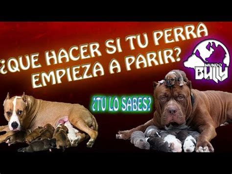 Como Saber Si Mi Perra Está Apunto De Parir Moda infantil online