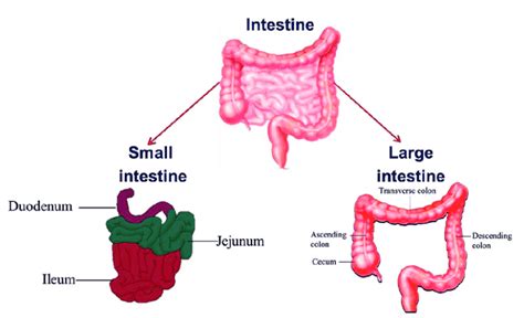 Difference Between Small Intestine And Large Intestine