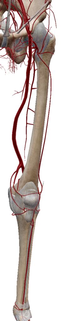 Bio Arterial Supply To The Pelvic Region And Lower Limb Anterior