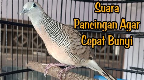 Pancingan Suara Perkutut Bangkok Dan Lokal Untuk Perkutut Malas Bunyi