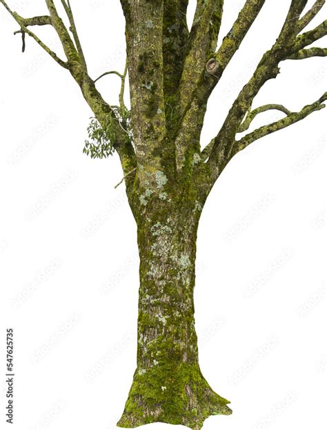 Tree Trunk Transparent Background