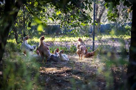 Alimentation des poules aliments à privilégier et à éviter