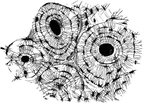 Compact Bone Drawing